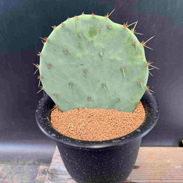 幅：約16ｃｍ　 樹高：約15ｃｍ　 鉢径：19ｃｍ※数量物の為、若干樹形が異なる場合がございます。