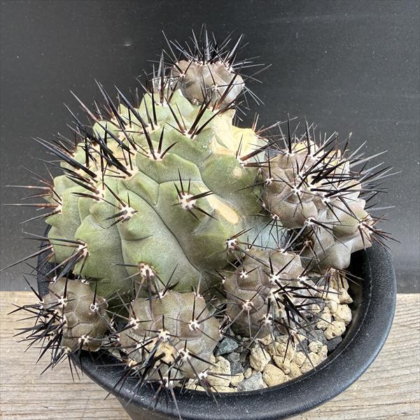 本体幅：約12ｃｍ　 樹高：約5ｃｍ　 鉢径：12ｃｍ　※焼けたような傷が何か所かございます。アップ画像でご確認の上、ご了承ください。＊写真の現品をお届けします。