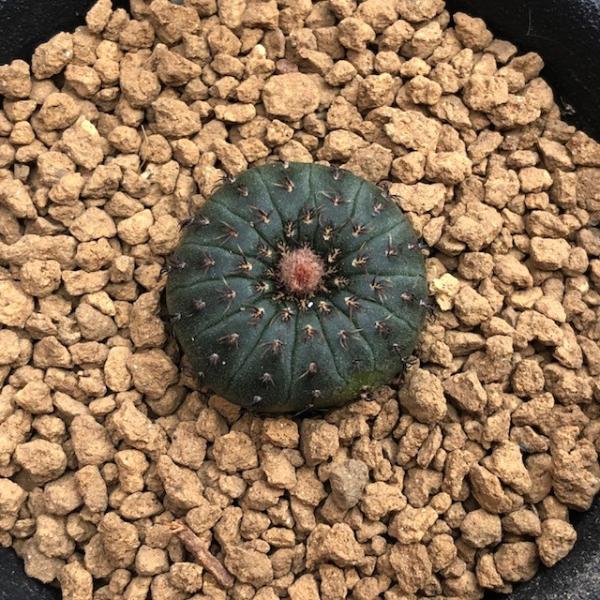 本体幅：約2ｃｍ　 樹高：約1cm 　鉢径：7.5cm平べったい扁平な球体の小型種で、大きくなっても５〜６ｃｍほどです。渋い色み、小さな体の士童はファンも多いです。科目：サボテン科　フライレア属　　原産地：ブラジル南部　ウルグアイ　アルゼン...