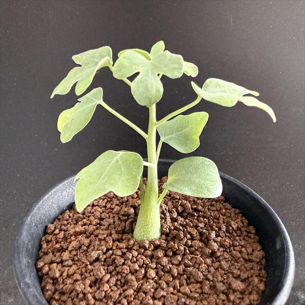 塊幅：約1cm　葉幅：約7cm　樹高：約6cm（葉を含む）　鉢：約9cm※冬場は落葉しています。また春になると芽吹きます。※数量ものの為、写真と若干形状が異なる場合がございます。