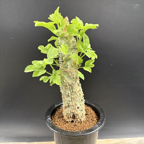 全幅（葉を含む）：約10ｃｍ　幹幅：約4ｃｍ　樹高（ツルを含む）：約17ｃｍ　 鉢径：11ｃｍ＊写真の現品をお届けします。※冬になりますと落葉し、塊根部分だけの姿になります。また春に芽吹きます。