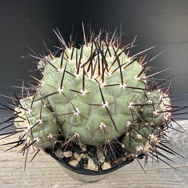本体幅：約11ｃｍ　 樹高：約6ｃｍ　 鉢径：11ｃｍ＊写真の現品をお届けします。