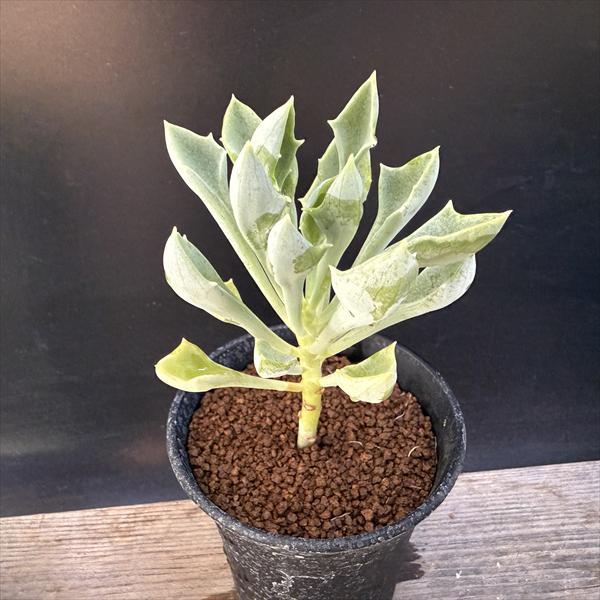 幅：約9ｃｍ　樹高：約9ｃｍ　鉢：約9ｃｍマサイ族の矢尻に似ていることから名づけられた多肉植物です。科目：キク科　セネキオ（セネシオ）属 　原産：南アフリカ撮影日：2025年8月3日 　※数量ものの為、写真と若干形状が異なる場合がございます。