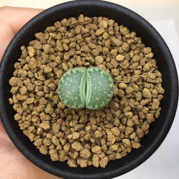 幅：約2ｃｍ　樹高：約1ｃｍ　鉢：約7ｃｍ※数量ものの為、写真と若干形状が異なる場合がございます！ リトープスはこのユニークな葉型・多彩な色の美しさから「生きる宝石」と呼ばれています。古い葉が割れ、脱皮をして成長します。「玉型メセン」とも呼...
