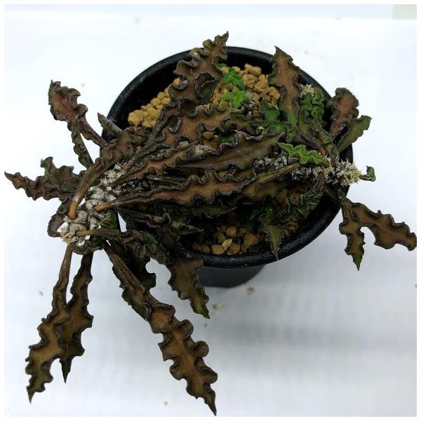 葉幅：約9ｃｍ　樹高：約2.5ｃｍ　鉢径：約7ｃｍデカリーは、和名：ちび花キリン。マダガスカルの希少ユーホルビアです。ちぢれた葉をつけたごつごつの茎をはうように伸ばし、異様な姿に育ちます。これからの成長が楽しみです。　科目：トウダイグサ科 ...