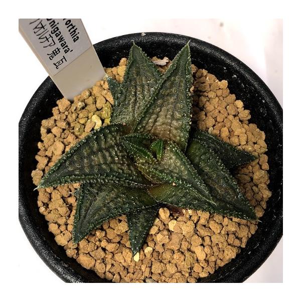 本体幅：約4ｃｍ　 樹高：約1ｃｍ 　鉢径：7ｃｍ鬼瓦は、ニグラ×コエルマニオラムの硬葉ハオルチアです。渋い魅力があります。 科目：ツルボラン科(ユリ科)　 ハオルシア属 　原産地：南アフリカ 　撮影：2019年5月16日 *数量ものの為、...