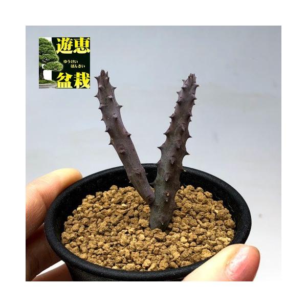 [サイズ]幅：約3ｃｍ　樹高：約6ｃｍ　鉢径：約7cm[商品情報]ヒトデ型のお花のフェルニア。お花は赤くて鮮やかです。科目：ガガイモ科 フェルニア属　原産： 南アフリカ撮影日：2018年12月2日*数量ものの為、写真と若干形状が異なる場合が...