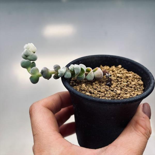 [サイズ]幅：約2ｃｍ　樹高：約5ｃｍ　鉢径：約7cm[商品情報]丸みを帯びた三角形の白い葉を積み重ねるように伸びるかわいいクラッスラです。科目：ベンケイソウ科 クラッスラ属　原産： アフリカ撮影日：2021年3月11日*数量ものの為、写真...