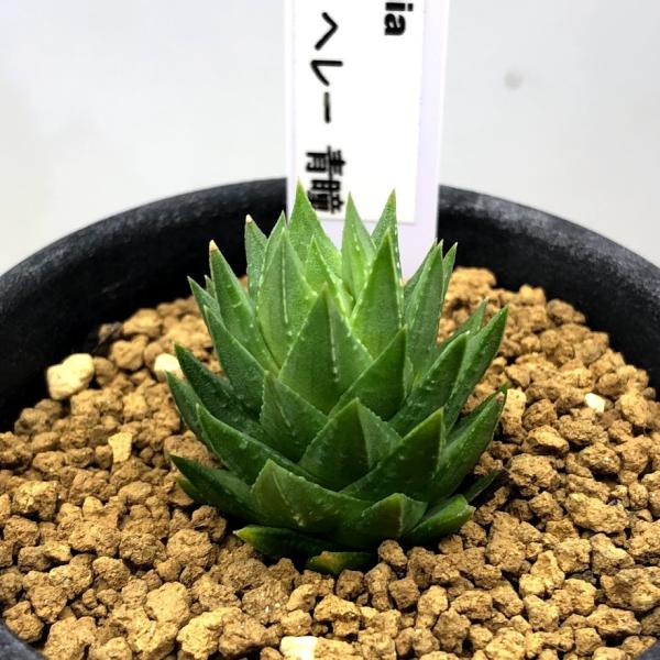 [サイズ]幅：約2.5ｃｍ　樹高：約2.5ｃｍ　鉢径：約7ｃｍ[商品情報]青みを帯びた、硬葉ハオルチア。塔のように上へと葉を重ねて成長します。科目：ツルボラン科(ユリ科)　 ハオルシア属 　原産地：南アフリカ撮影日：2021年6月4日※数量...