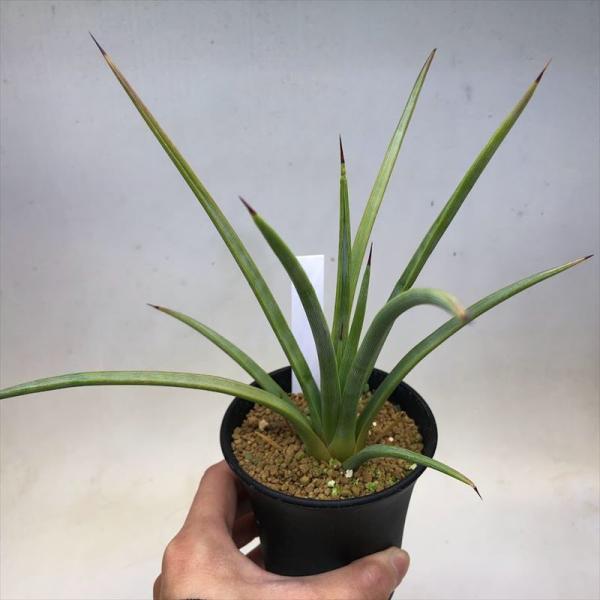 [サイズ]本体幅：約20ｃｍ　 樹高：約14ｃｍ　鉢径：9ｃｍ[商品情報]吹上は細長い葉を展開させるアガベですが、中でもこのタイプは現地メキシコの風を感じさせる幅広タイプの吹上です。まだ小苗ですが、大きくなるにつれ丸いシルエットに育ち、かっ...