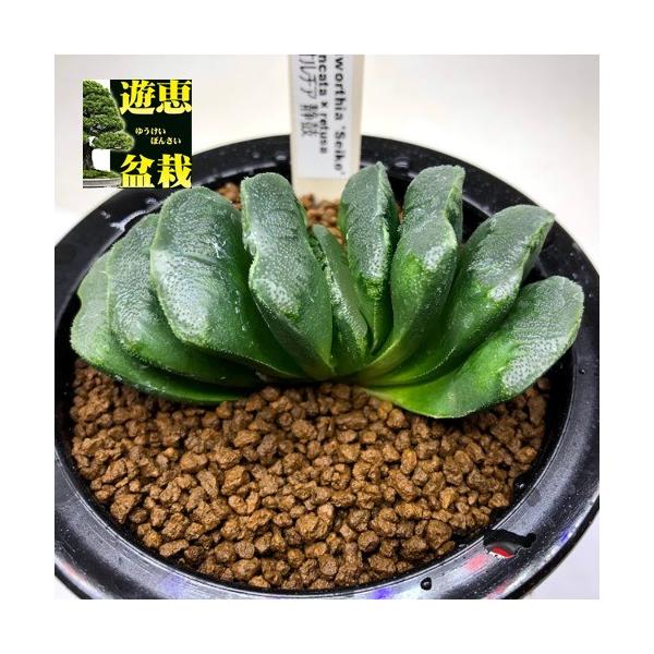 [サイズ]幅：約8ｃｍ　樹高：約3ｃｍ　鉢径：約11ｃｍ[商品情報]玉扇（truncata）と寿（retusa）の交配種の育てやすいハオルシアです。どんどん葉を扇のように展開させてゆきます。科目：ツルボラン科(ユリ科)　 ハオルチア属 　原...