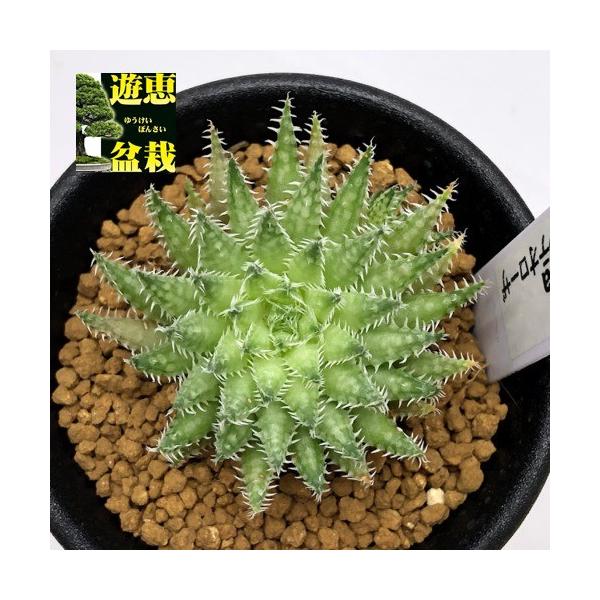 [サイズ]幅：約4ｃｍ　樹高：約2ｃｍ　鉢径：約7ｃｍ[商品情報]ルテオローザは小さい繊細なハオルシアです。細い葉には白いノギがたくさんついています。科目：ツルボラン科(ユリ科)　 ハオルチア属 　原産地：南アフリカ撮影日：2020年5月3...