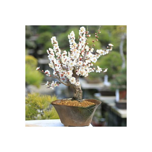 樹種：白梅 　鉢：国産鉢撮影日：　2月　樹高：約30ｃｍ　鉢径：約21ｃｍ落葉樹。1月から2月にかけて、開花します。梅は開花するととても良い香りを楽しませてくれます。また、樹勢も強いので、初心者の方にもオススメです。＊数量ものの為、写真と若...