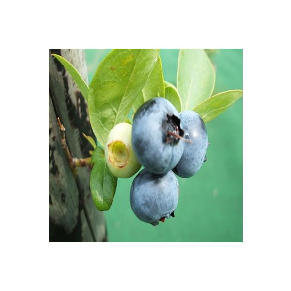 ■お礼品詳細　・配送方法：クール便（冷凍）■お申し込み・配送・その他　・発送時期：お申し込み後1〜2週間程度で順次発送予定　※年末年始は発送までにお時間をいただく場合がございます（お届け時間帯指定可）　・申込受付期間：通年　・配達外のエリア...