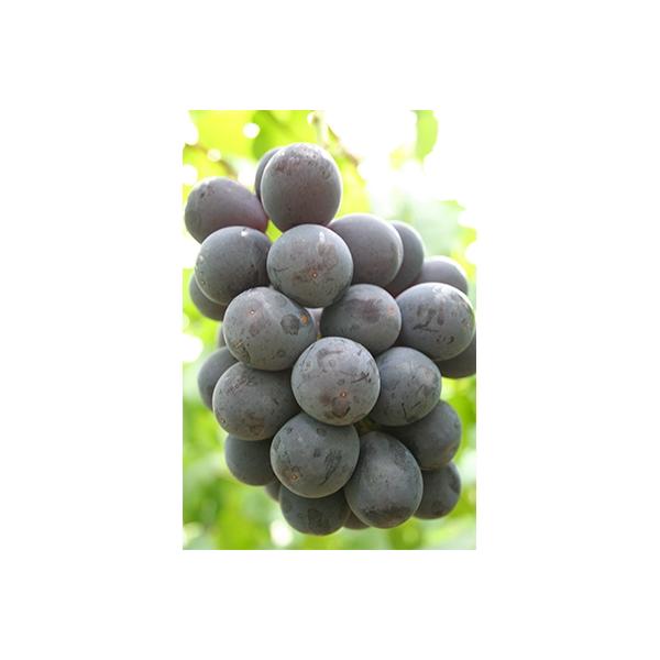 ■お礼品詳細　・配送方法：クール便(冷蔵)■お申し込み・配送・その他　・発送時期：2026-08-18〜2026-09-29（お届け時間帯指定可）　・申込受付期間：〜2026-09-10　・配達外のエリア：離島、北海道、沖縄県　・寄付証明書...