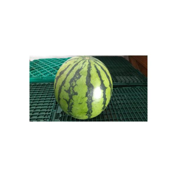 ■お礼品詳細　・配送種別：通常■お申し込み・配送・その他　・発送時期：2026-05-11〜2026-07-06（お届け時間帯指定可）　・申込受付期間：〜2026-06-21　・配達外のエリア：　・寄付証明書の送付時期目安：申込完了日から２...