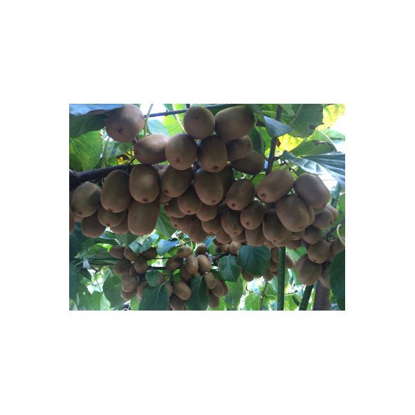 ■お礼品詳細　・配送種別：通常■お申し込み・配送・その他　・発送時期：2026-10-30〜2026-11-20（お届け時間帯指定可）　・申込受付期間：〜2026-11-05　・配達外のエリア：　・寄付証明書の送付時期目安：申込完了日から２...