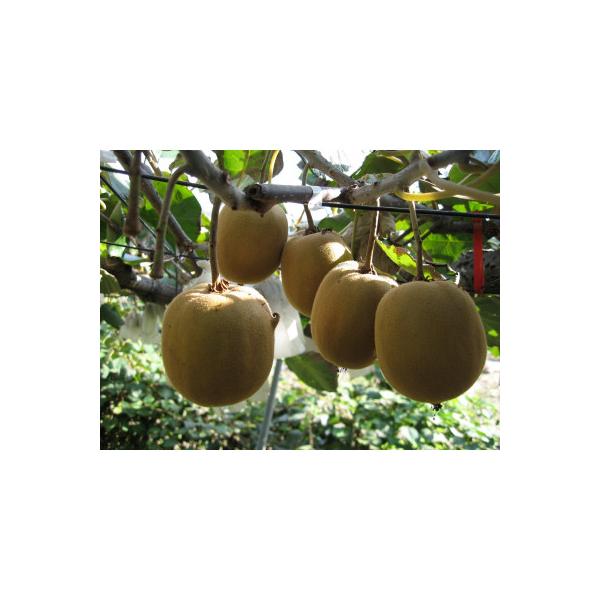 ■お礼品詳細　・配送種別：通常■お申し込み・配送・その他　・発送時期：2026-10-25〜2026-12-10（お届け時間帯指定可）　・申込受付期間：〜2026-11-20　・配達外のエリア：　・寄付証明書の送付時期目安：申込完了日から２...