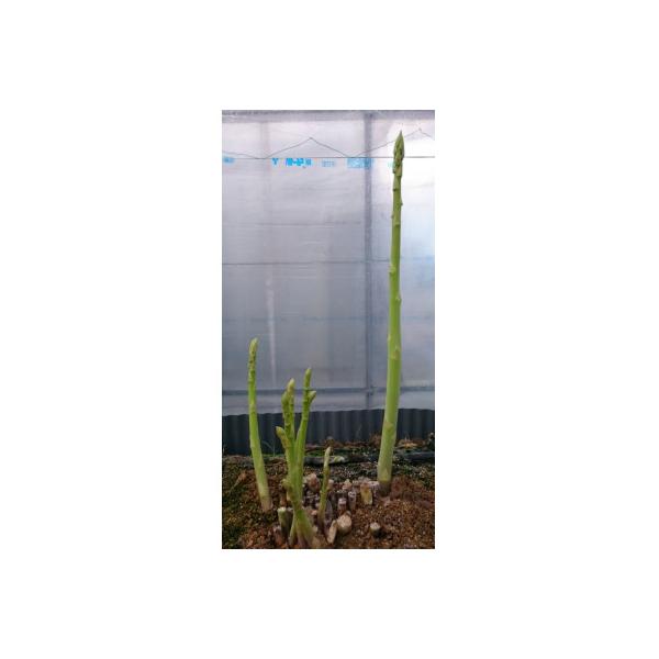 ■お礼品詳細　・配送種別：冷蔵便■お申し込み・配送・その他　・発送時期：2026-02-20〜2026-05-15（お届け時間帯指定可）　・申込受付期間：2025-05-02〜2026-04-20　・配達外のエリア：離島、北海道、沖縄県　・...