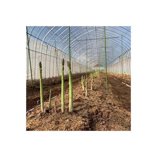 ■お礼品詳細　・配送種別：冷蔵便■お申し込み・配送・その他　・発送時期：2026-04-27〜2026-08-26（お届け時間帯指定可）　・申込受付期間：2025-09-10〜2026-08-20　・配達外のエリア：離島、北海道、沖縄県　・...