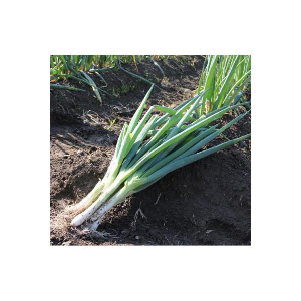 ■お礼品詳細　・配送種別：通常■お申し込み・配送・その他　・発送時期：〜2026-03-05（お届け時間帯指定可）　・申込受付期間：〜2026-02-19　・配達外のエリア：　・寄付証明書の送付時期目安：申込完了日から２週間程度　・提供元：...