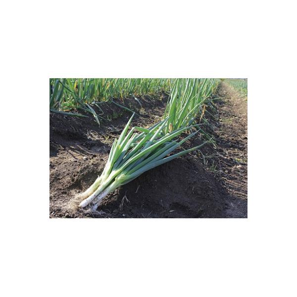 ■お礼品詳細　・配送種別：通常■お申し込み・配送・その他　・発送時期：〜2026-03-05（お届け時間帯指定可）　・申込受付期間：〜2026-02-19　・配達外のエリア：　・寄付証明書の送付時期目安：申込完了日から２週間程度　・提供元：...