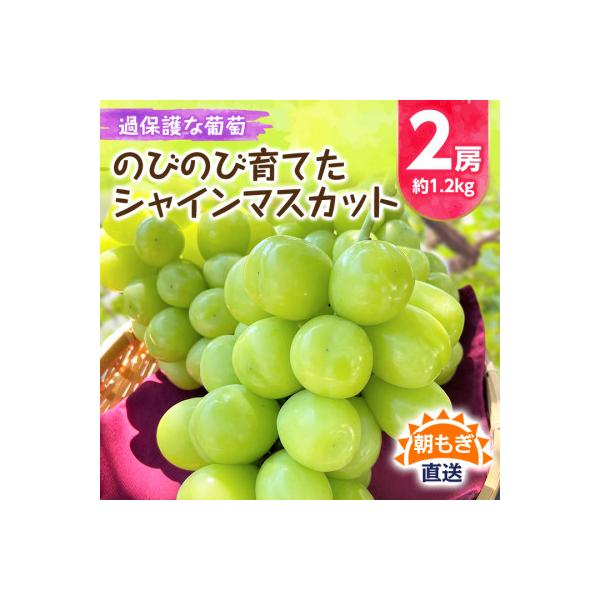 ■お礼品詳細　・配送種別：冷蔵便■お申し込み・配送・その他　・発送時期：2026-08-25〜2026-10-10（お届け時間帯指定可）　・申込受付期間：〜2026-09-20　・配達外のエリア：離島　・寄付証明書の送付時期目安：申込完了日...