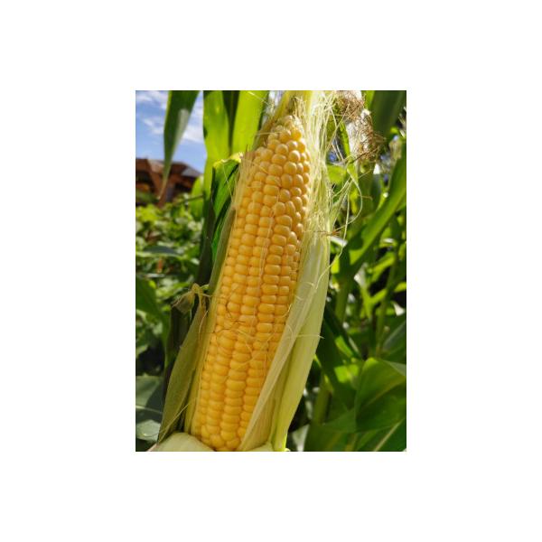 ■お礼品詳細　・配送種別：冷蔵便■お申し込み・配送・その他　・発送時期：2026-08-15〜2026-08-31（お届け時間帯指定可）　・申込受付期間：2025-12-15〜2026-08-12　・配達外のエリア：離島、沖縄県、東北、関東...