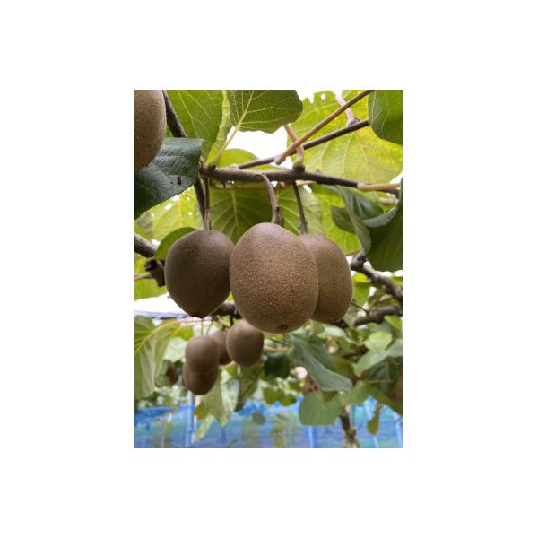 ■お礼品詳細　・配送種別：通常■お申し込み・配送・その他　・発送時期：2026/10/20〜2026/11/20（お届け時間帯指定可）　・申込受付期間：〜2026-09-30　・配達外のエリア：　・寄付証明書の送付時期目安：申込完了日から2...