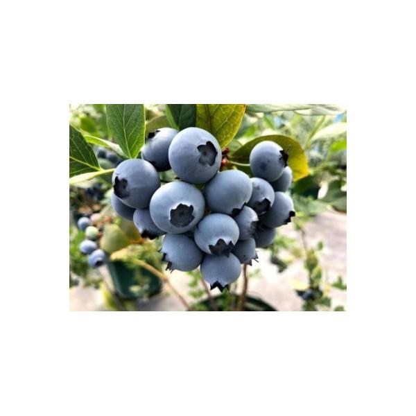 ■お礼品詳細　・配送種別：冷蔵便■お申し込み・配送・その他　・発送時期：2026-05-01〜2026-06-28（お届け時間帯指定可）　・申込受付期間：〜2026-06-20　・配達外のエリア：離島　・寄付証明書の送付時期目安：申込完了日...