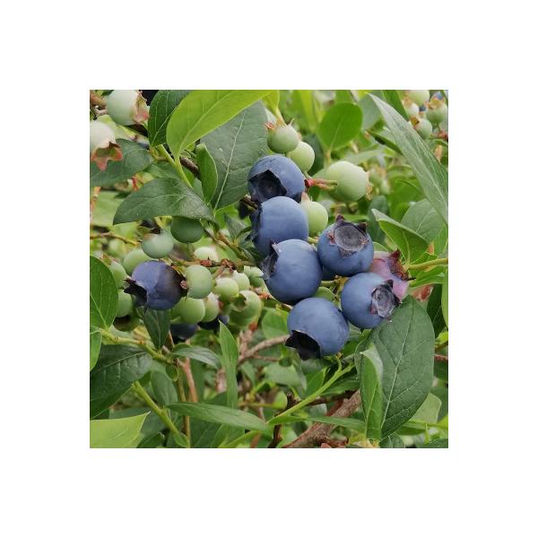 ■お礼品詳細　・配送種別：冷蔵便■お申し込み・配送・その他　・発送時期：2026-06-05〜2026-08-15（お届け時間帯指定可）　・申込受付期間：〜2026-07-15　・配達外のエリア：離島　・寄付証明書の送付時期目安：申込完了日...