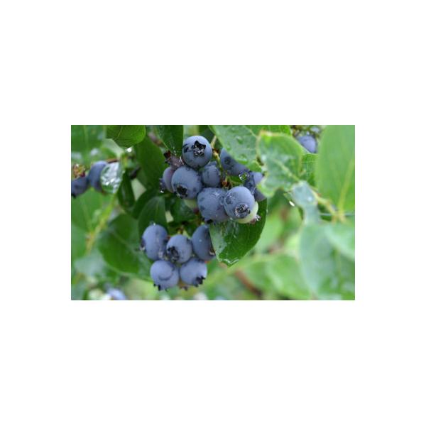 ■お礼品詳細　・配送種別：冷凍便■お申し込み・配送・その他　・発送時期：2026-01-05より順次発送 ※生産・天候・交通等の事情により遅れる場合があります。（お届け時間帯指定可）　・申込受付期間：通年　・配達外のエリア：離島　・寄付証明...