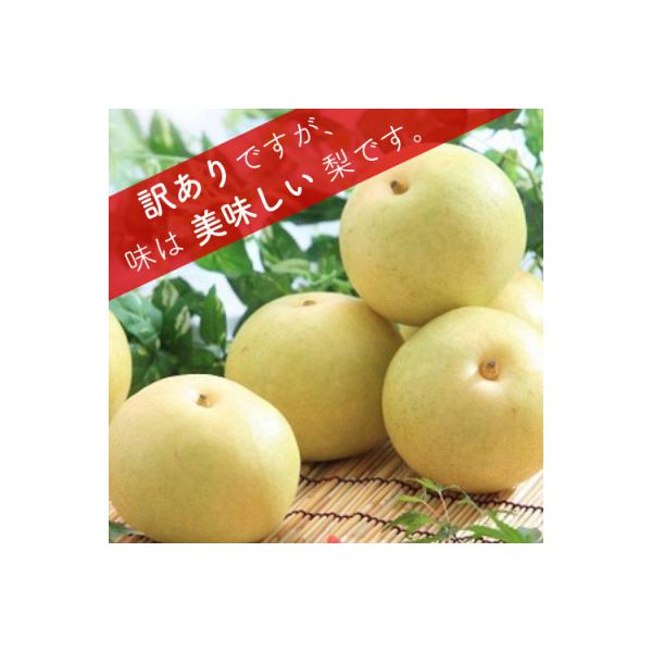 ■お礼品詳細　・配送種別：通常■お申し込み・配送・その他　・発送時期：2026-09-04〜2026-09-21（お届け時間帯指定可）　・申込受付期間：〜2026-09-07　・配達外のエリア：離島、沖縄県　・寄付証明書の送付時期目安：申込...