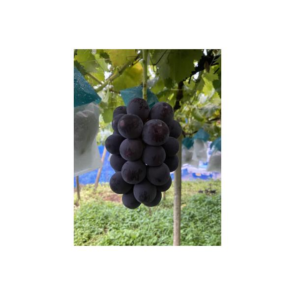 ■お礼品詳細　・配送種別：冷蔵便■お申し込み・配送・その他　・発送時期：2026-08-01〜2026-08-15（お届け時間帯指定可）　・申込受付期間：〜2026-07-25　・配達外のエリア：離島、沖縄県　・寄付証明書の送付時期目安：申...