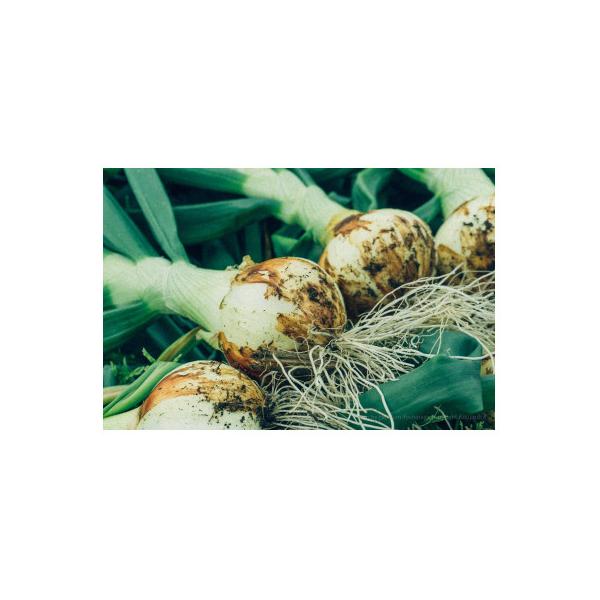 ■お礼品詳細　・配送種別：通常■お申し込み・配送・その他　・発送時期：2026-01-31〜2026-02-26（お届け時間帯指定可）　・申込受付期間：〜2026-01-31　・配達外のエリア：　・寄付証明書の送付時期目安：申込完了日から2...