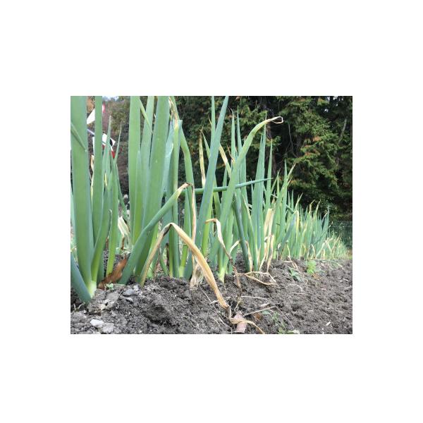 ■お礼品詳細　・配送種別：冷蔵便■お申し込み・配送・その他　・発送時期：2026-01-07〜2026-03-31（お届け時間帯指定可）　・申込受付期間：〜2026-03-15　・配達外のエリア：離島　・寄付証明書の送付時期目安：申込完了日...