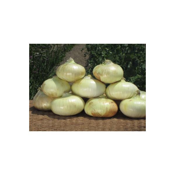 ■お礼品詳細　・配送種別：通常■お申し込み・配送・その他　・発送時期：2026-05-20〜2026-06-10（お届け時間帯指定可）　・申込受付期間：〜2026-05-20　・配達外のエリア：　・寄付証明書の送付時期目安：申込完了日から２...