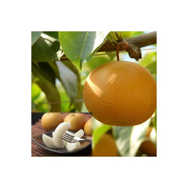 ■お礼品詳細　・配送種別：通常■お申し込み・配送・その他　・発送時期：2026-08-22〜2026-09-20（お届け時間帯指定可）　・申込受付期間：〜2026-08-31　・配達外のエリア：離島、北海道、沖縄県　・寄付証明書の送付時期目...