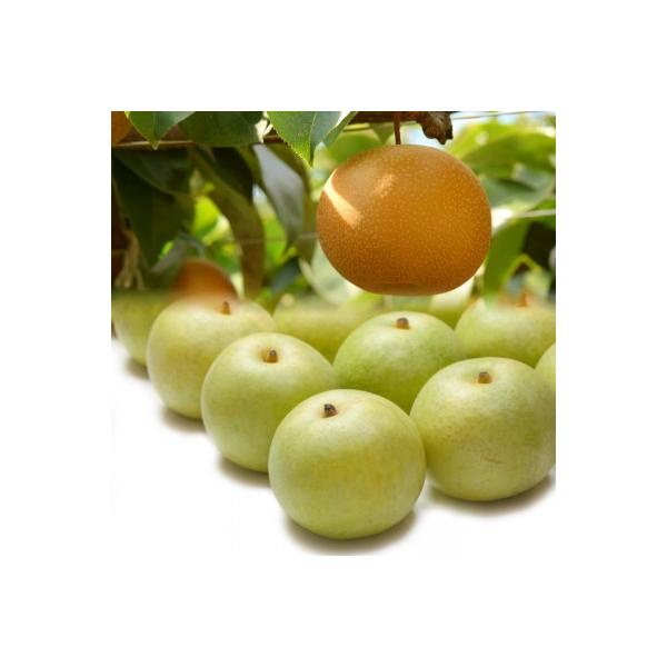 ■お礼品詳細　・配送種別：通常■お申し込み・配送・その他　・発送時期：2026-08-25〜2026-09-20（お届け時間帯指定可）　・申込受付期間：〜2026-08-31　・配達外のエリア：離島、北海道、沖縄県　・寄付証明書の送付時期目...