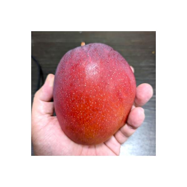 ■お礼品詳細　・配送種別：冷蔵便■お申し込み・配送・その他　・発送時期：2026-07-10〜2026-08-31（お届け時間帯指定可）　・申込受付期間：〜2026-07-20　・配達外のエリア：離島　・寄付証明書の送付時期目安：申込完了日...