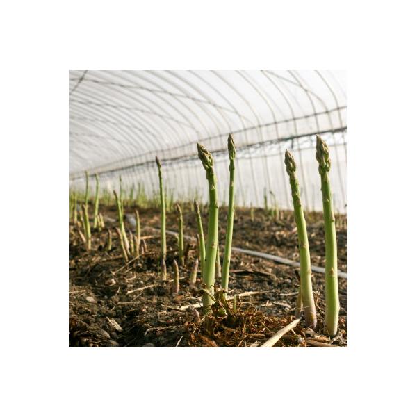 ■お礼品詳細　・配送種別：冷蔵便■お申し込み・配送・その他　・発送時期：2026-04-17〜2026-06-06（お届け時間帯指定可）　・申込受付期間：〜2026-05-22　・配達外のエリア：離島　・寄付証明書の送付時期目安：申込完了日...