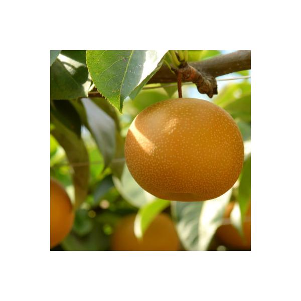 ■お礼品詳細　・配送種別：通常■お申し込み・配送・その他　・発送時期：2026-08-22〜2026-09-20（お届け時間帯指定可）　・申込受付期間：〜2026-08-15　・配達外のエリア：離島、北海道、沖縄県　・寄付証明書の送付時期目...