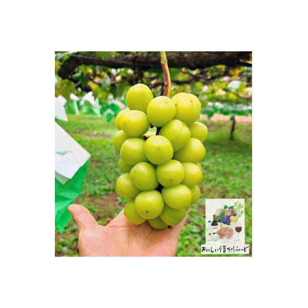 ■お礼品詳細　・配送種別：冷蔵便■お申し込み・配送・その他　・発送時期：2026-09-15〜2026-11-12（お届け時間帯指定可）　・申込受付期間：2025-11-28〜2026-11-05　・配達外のエリア：離島　・寄付証明書の送付...