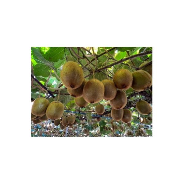 ■お礼品詳細　・配送種別：通常■お申し込み・配送・その他　・発送時期：2026/02/01〜2026/03/31（お届け時間帯指定可）　・申込受付期間：〜2026-03-20　・配達外のエリア：　・寄付証明書の送付時期目安：申込完了日から２...