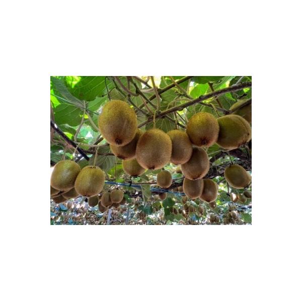 ■お礼品詳細　・配送種別：通常■お申し込み・配送・その他　・発送時期：2026/02/01〜2026/03/31（お届け時間帯指定可）　・申込受付期間：〜2026-03-20　・配達外のエリア：　・寄付証明書の送付時期目安：申込完了日から２...