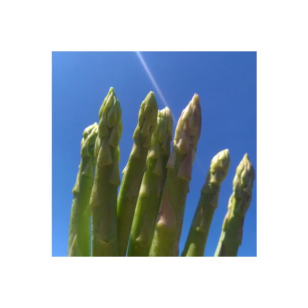 ■お礼品詳細　・配送種別：冷蔵便■お申し込み・配送・その他　・発送時期：2026-02-10〜2026-03-20（お届け時間帯指定可）　・申込受付期間：2026-01-05〜2026-03-05　・配達外のエリア：離島、北海道、沖縄県　・...