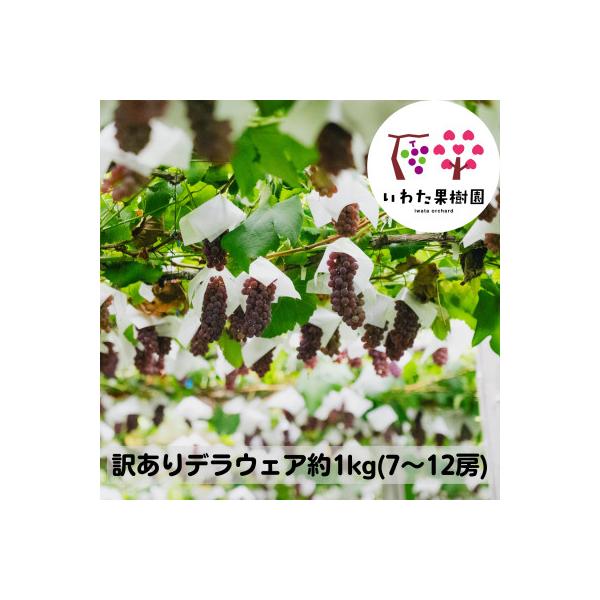 ■お礼品詳細　・配送種別：冷蔵便■お申し込み・配送・その他　・発送時期：2026-08-01〜2026-08-20（お届け時間帯指定可）　・申込受付期間：2025-11-10〜2026-07-31　・配達外のエリア：離島　・寄付証明書の送付...