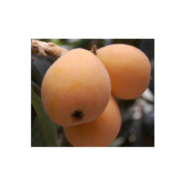 ■お礼品詳細　・配送種別：冷蔵便■お申し込み・配送・その他　・発送時期：2026-05-15〜2026-06-15（お届け時間帯指定可）　・申込受付期間：〜2026-05-31　・配達外のエリア：離島　・寄付証明書の送付時期目安：申込完了日...