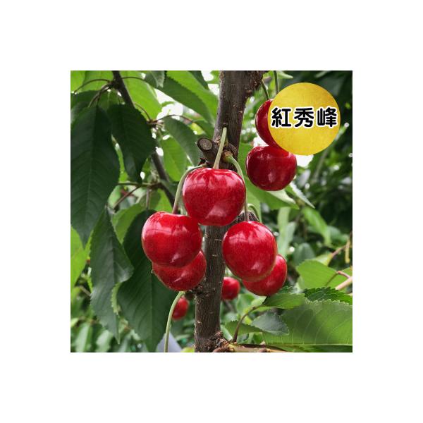 ■お礼品詳細　・配送種別：冷蔵便■お申し込み・配送・その他　・発送時期：2026/06/10〜2026/06/30（お届け時間帯指定可）　・申込受付期間：2025-08-20〜2026-06-05　・配達外のエリア：離島、沖縄県　・寄付証明...