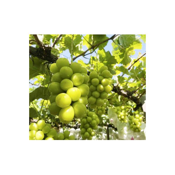 ■お礼品詳細　・配送種別：通常■お申し込み・配送・その他　・発送時期：2026/08/25〜2026/10/15（お届け時間帯指定可）　・申込受付期間：〜2026-09-15　・配達外のエリア：離島、沖縄県　・寄付証明書の送付時期目安：申込...